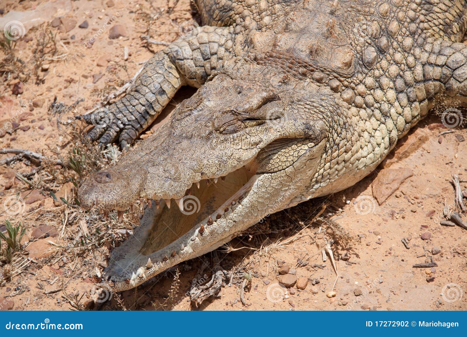 Sleeping Crocodile stock photo. Image of alligators, sharp - 17272902
