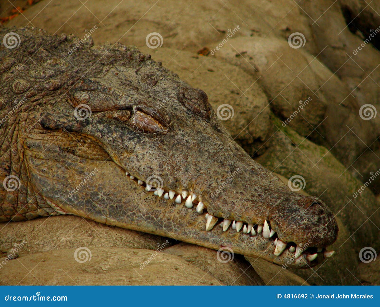 Sleeping Crocodile stock photo. Image of crocodile, species - 4816692