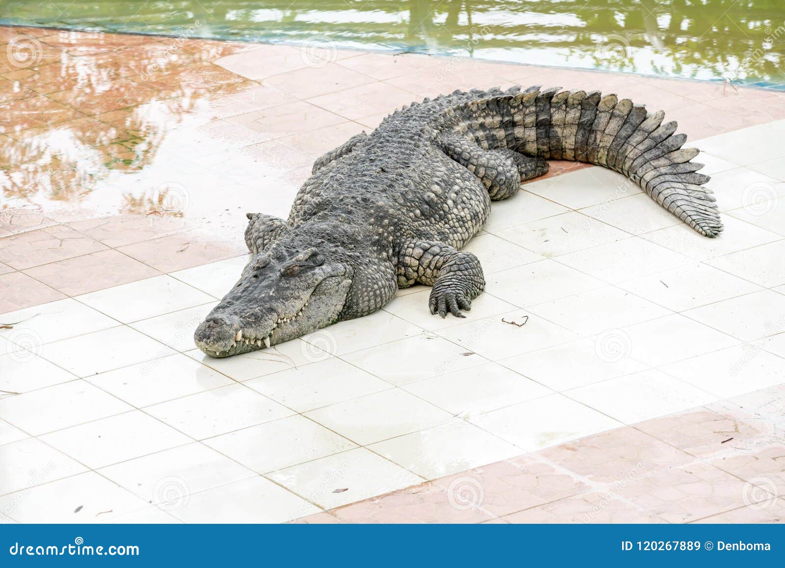 An sleeping crocodile stock image. Image of crocodylus - 120267889