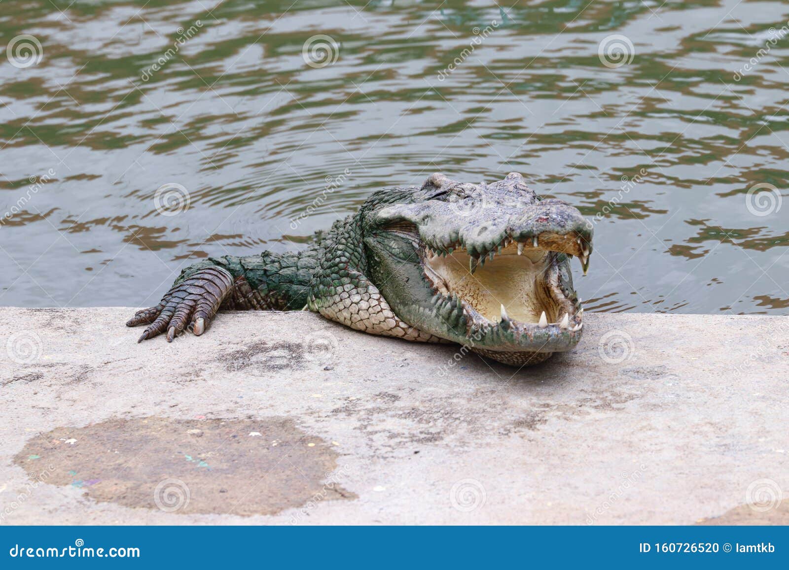 Sleeping crocodile stock photo. Image of head, foot - 160726520