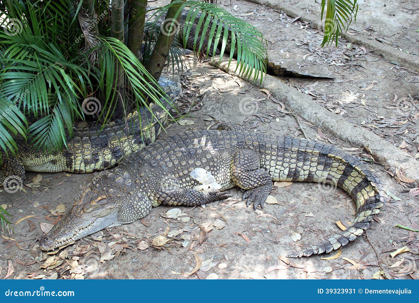 Sleeping crocodile stock image. Image of looks, nile - 39323931