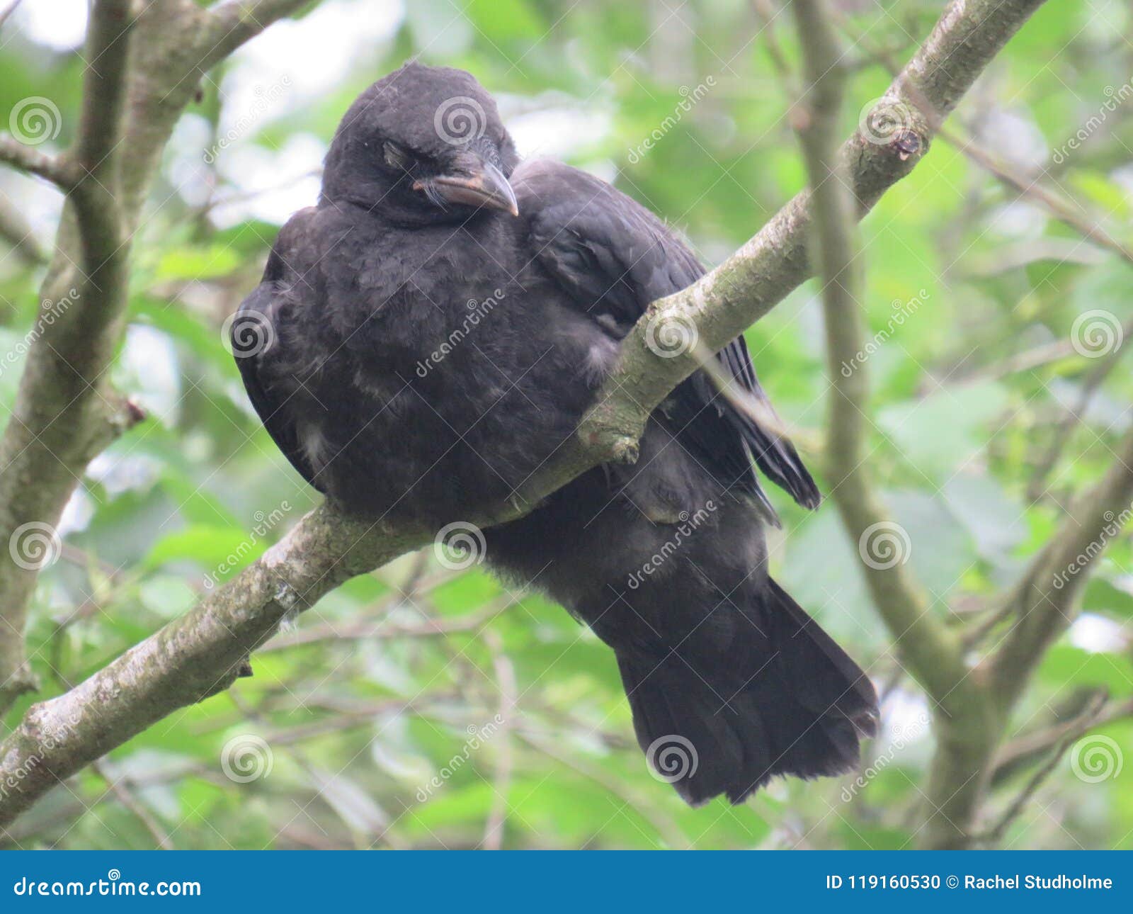 Crow stock photo. Image of sleeping, black, bird, tree - 119160530