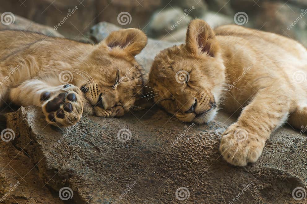 Sleeping Cubs stock photo. Image of mammal, cute, furry - 22058696