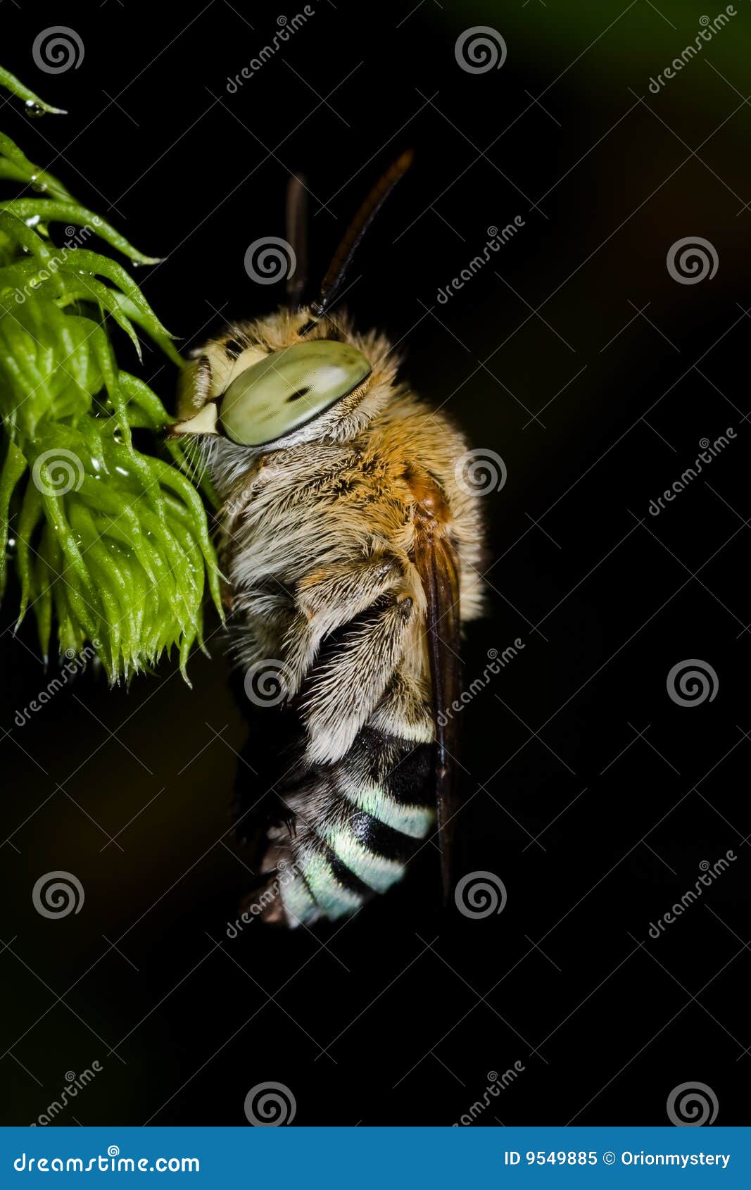 Sleeping cuckoo bee stock image. Image of plant, shining - 9549885