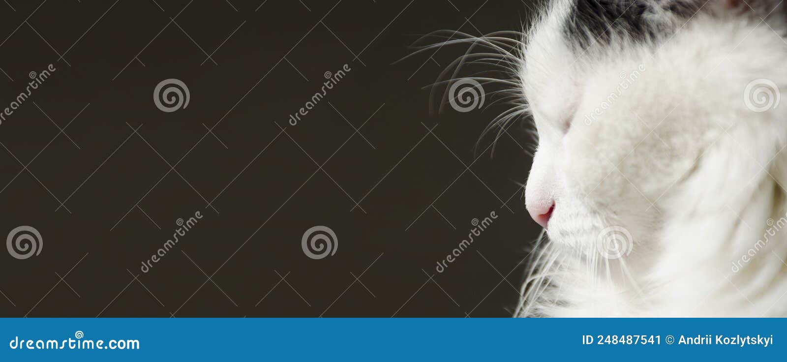 Cats In Space Facebook Cover