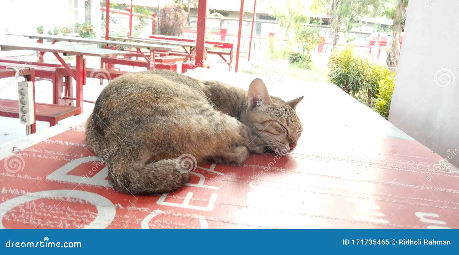 Sleeping Cute Cat in the Morning Stock Image - Image of videos ...
