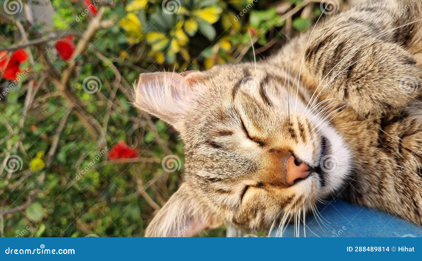 Sleeping Cute Cat. Quality Photo Stock Photo - Image of sleeping ...