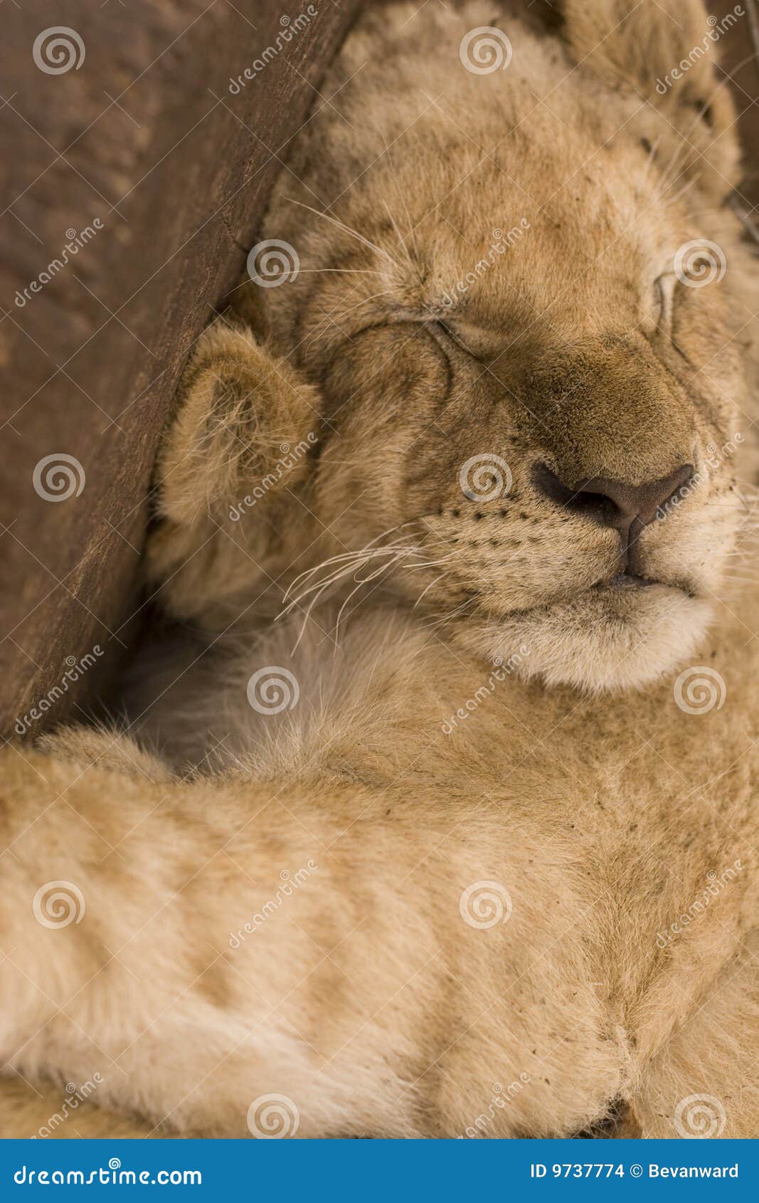 Sleeping cute lion cub stock photo. Image of adventure - 9737774