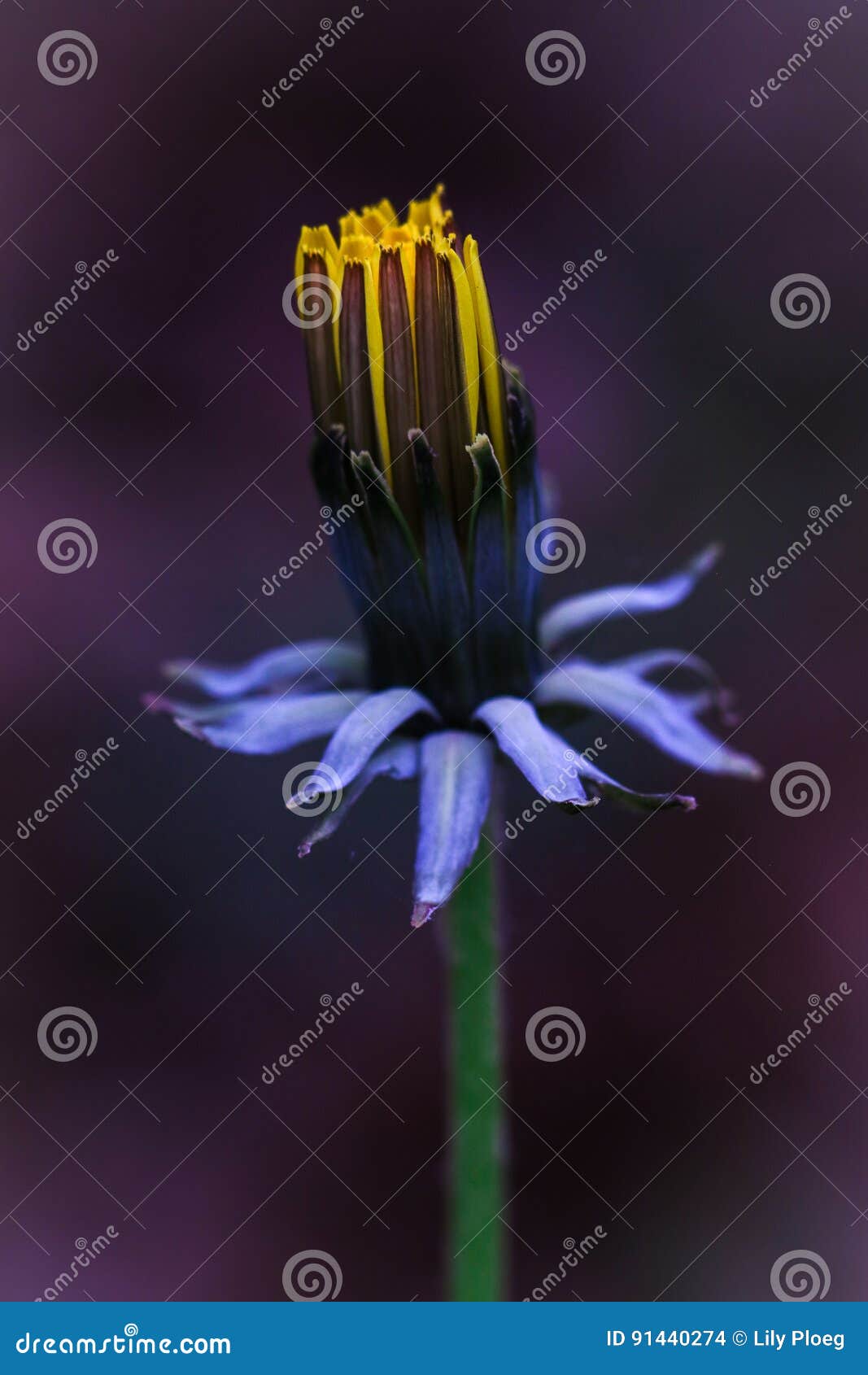 Sleeping dandelion stock photo. Image of field, sleeping - 91440274