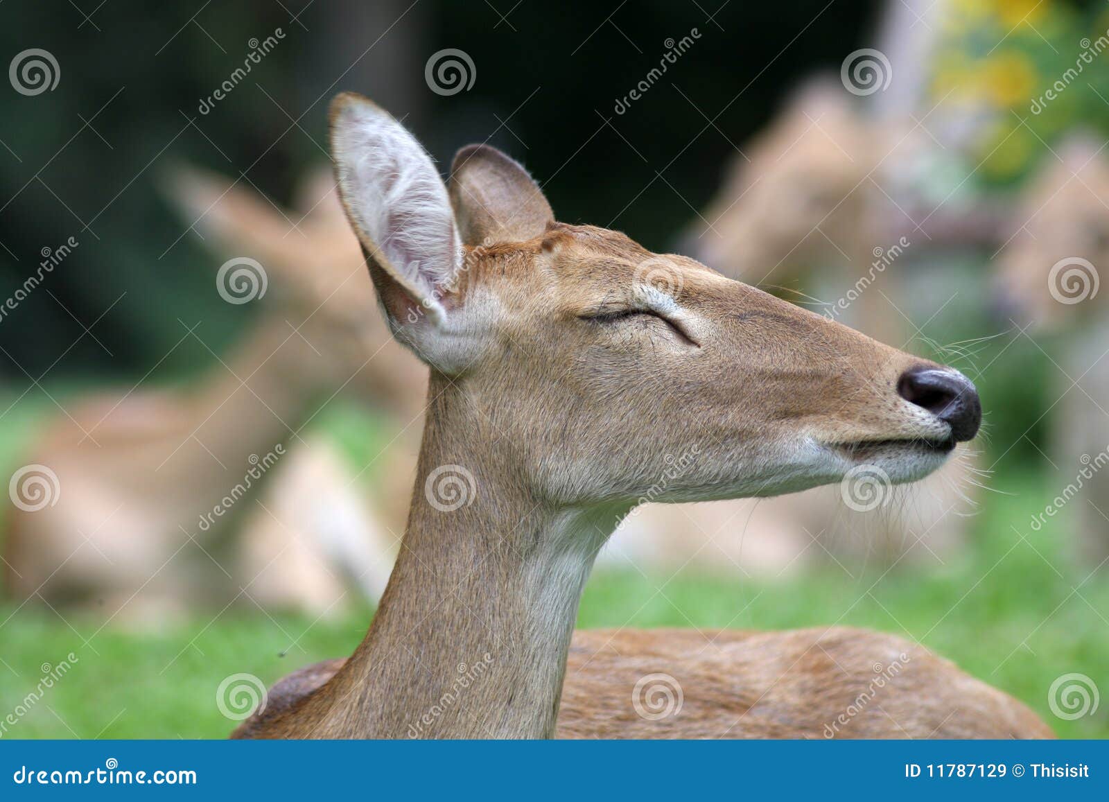 Sleeping deer stock image. Image of mule, family, sleeping - 11787129