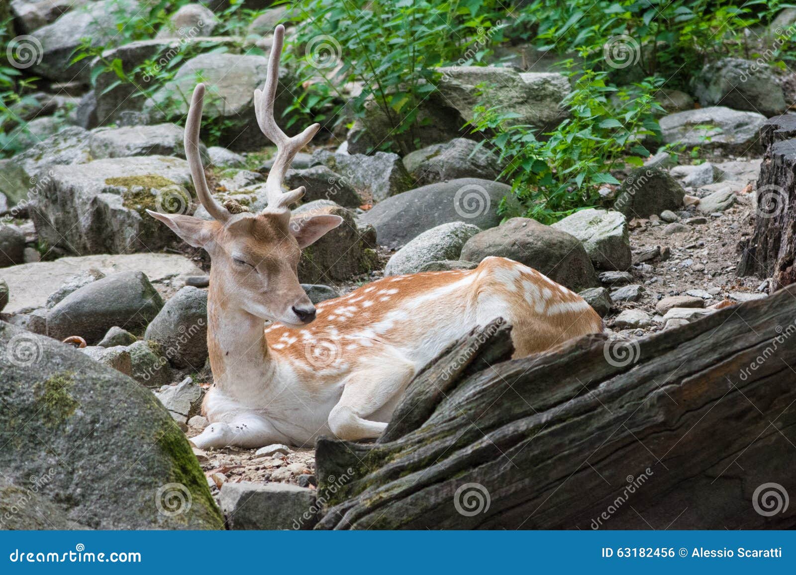 Sleeping deer stock photo. Image of head, buck, baby - 63182456