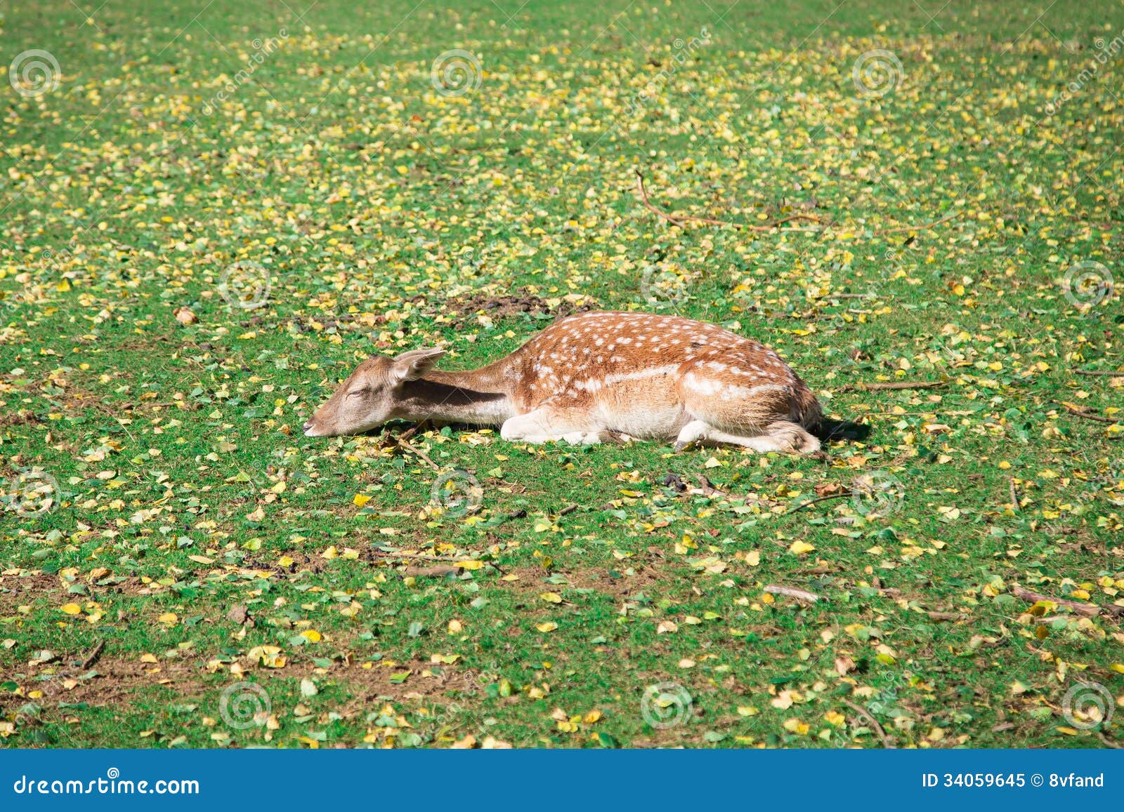 Sleeping deer stock image. Image of break, tired, sleep - 34059645
