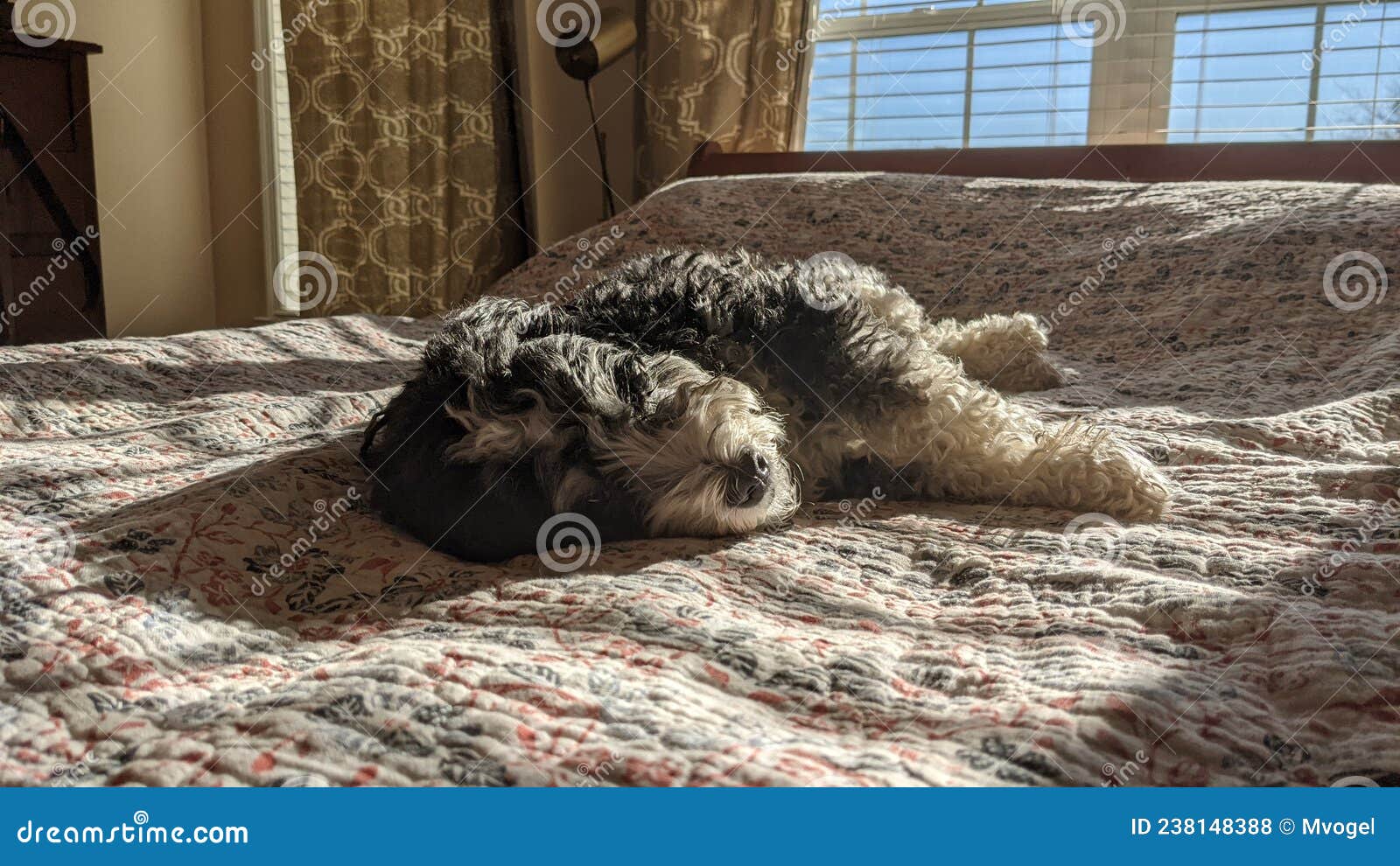 Sleeping Dog on a Bed in the Sunshine Stock Photo - Image of blanket ...