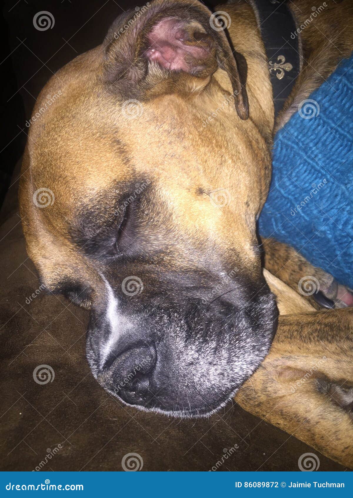 Sleeping dog stock photo. Image of snout, boxer, portrait - 86089872