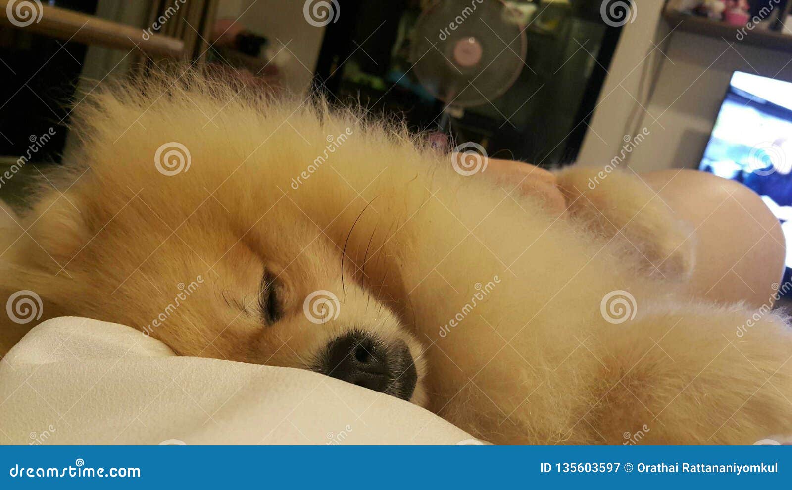 Sleeping dog stock image. Image of sleeping, cute - 135603597