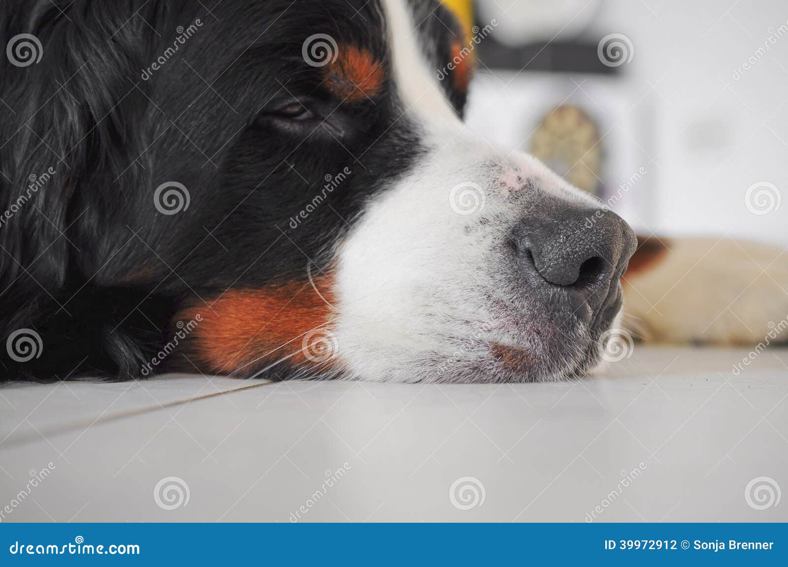 Sleeping dog face stock photo. Image of beautiful, cold - 39972912