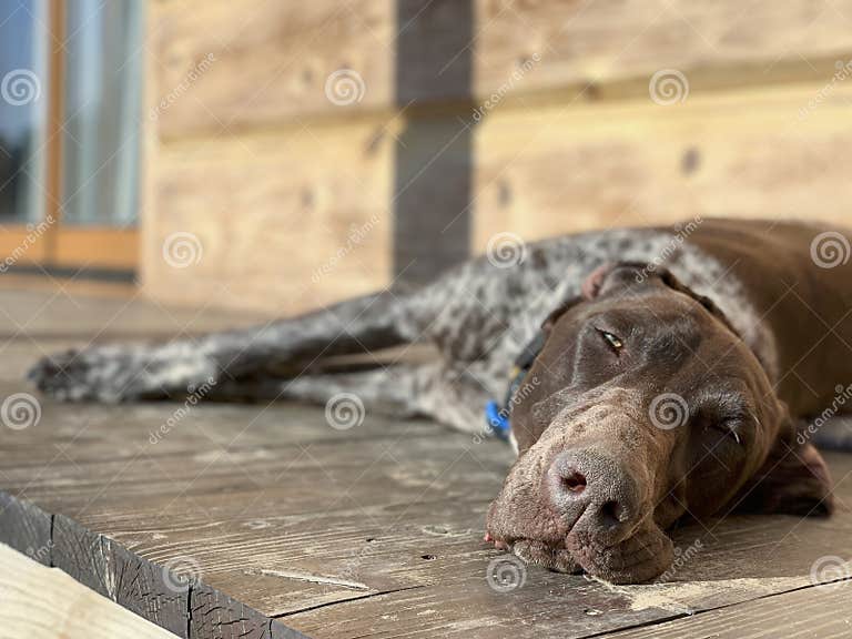 Sleeping dog stock image. Image of pointer, shorthair - 278017845