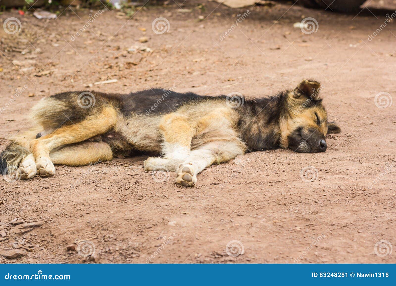Sleeping Dog on ground stock image. Image of portrait - 83248281