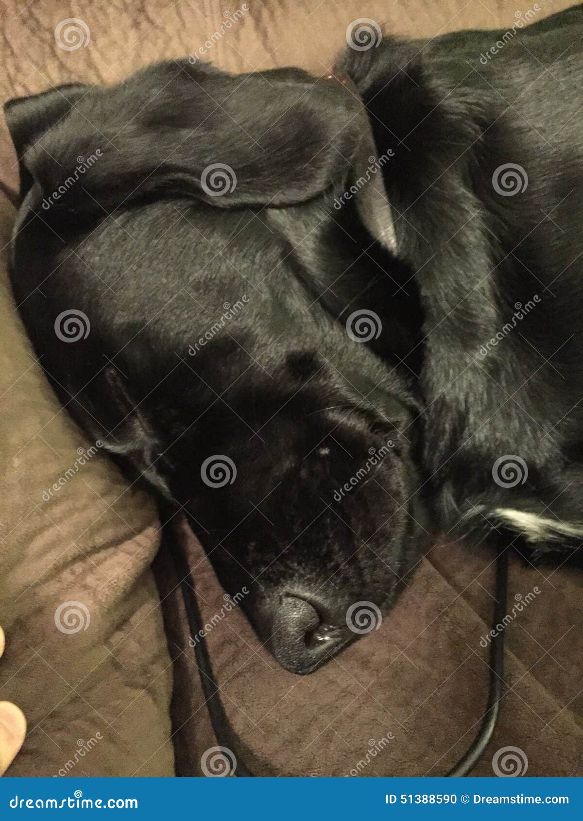 Sleeping dog stock photo. Image of sleeping, carnivoran - 51388590
