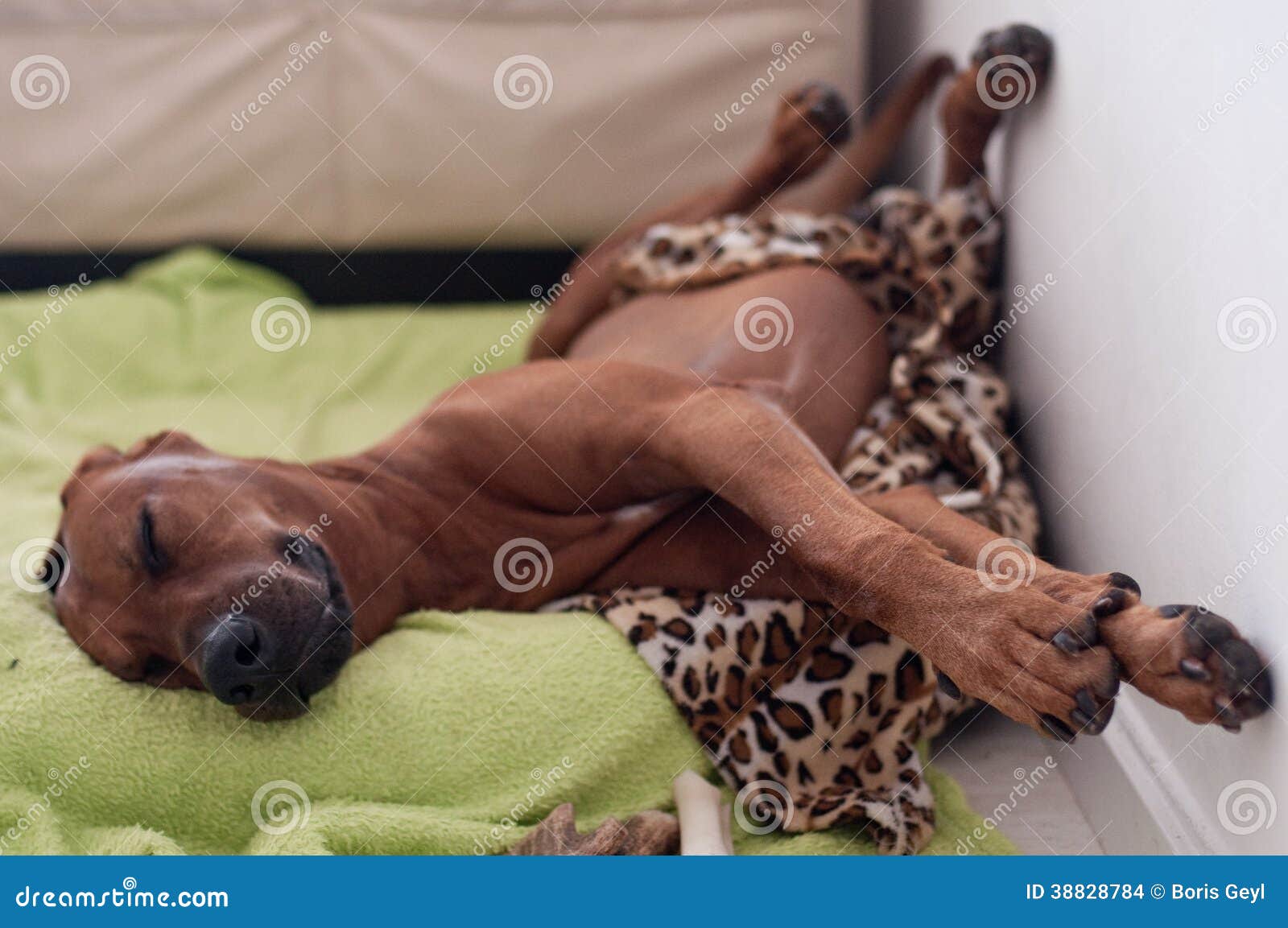 Sleeping dog stock photo. Image of legs, green, ridgeback - 38828784