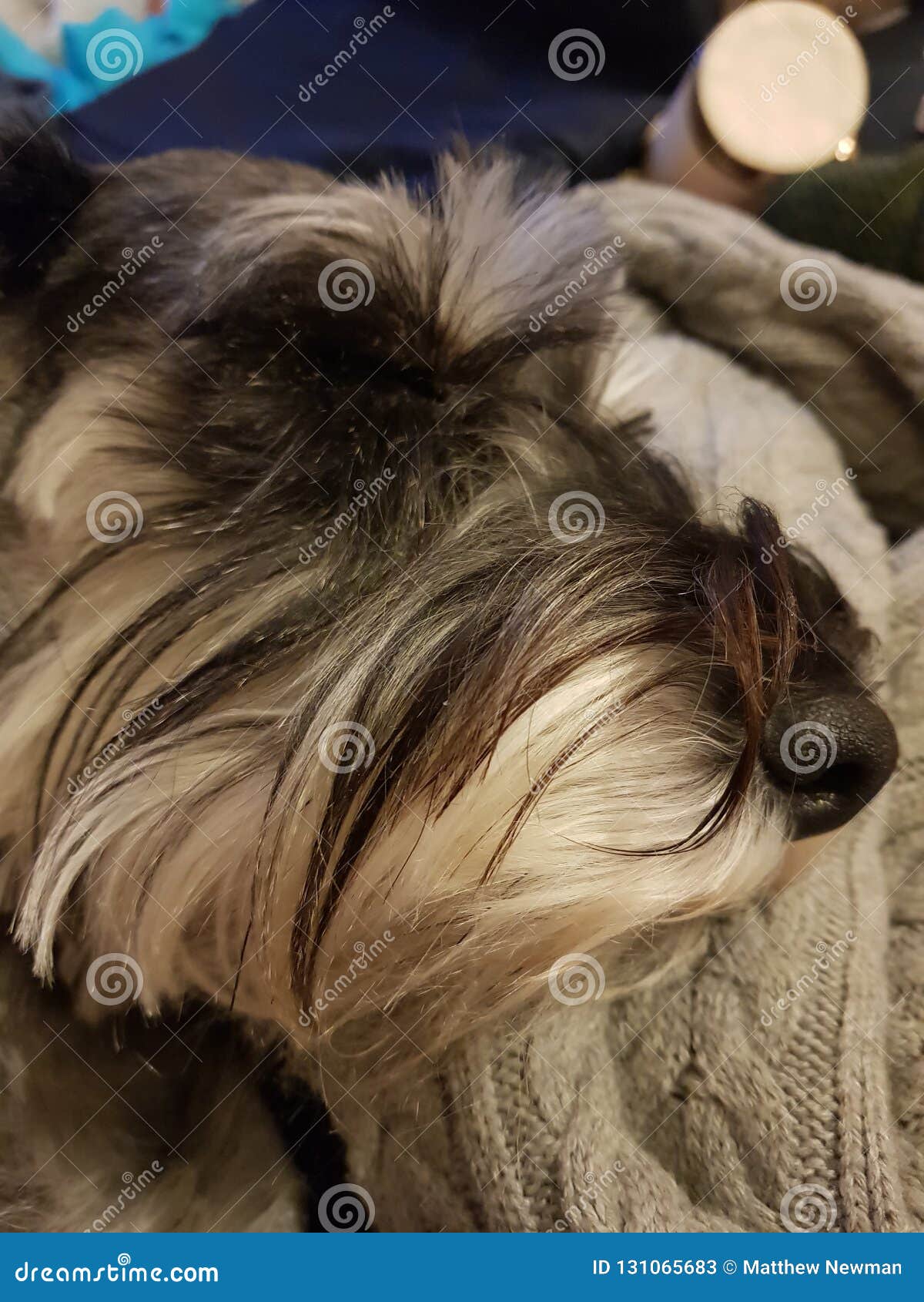 Dog Schneider Stock Photos - Free & Royalty-Free Stock Photos from ...