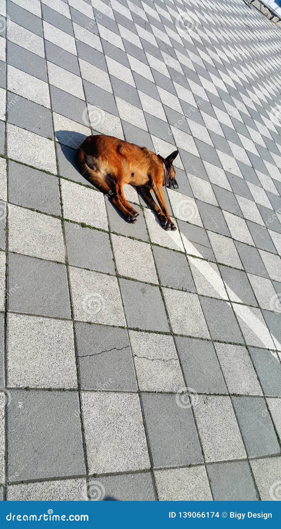 Sleeping Dog, Square Stones at the Top Stock Photo - Image of stones ...