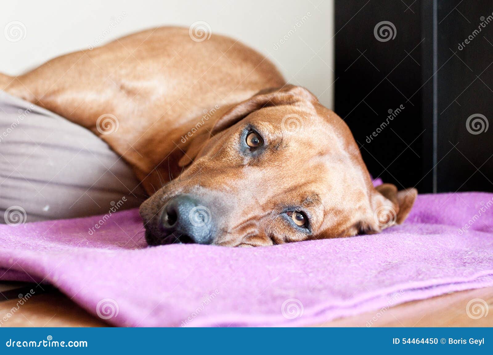 Sleeping dog stock photo. Image of rhodesian, brown, sweet - 54464450