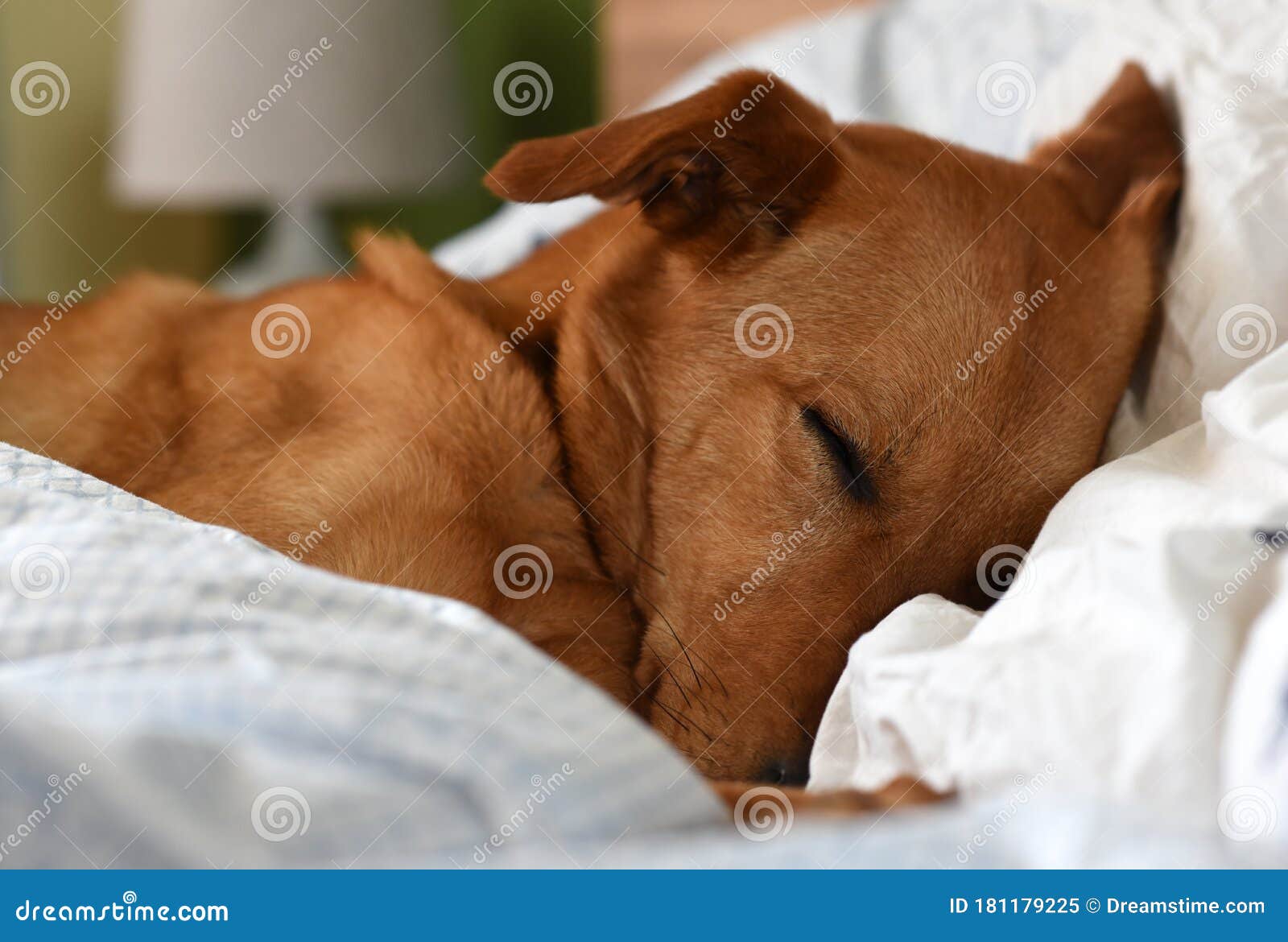 Sleeping Dog Underneath the Sheets Stock Image - Image of friendship ...