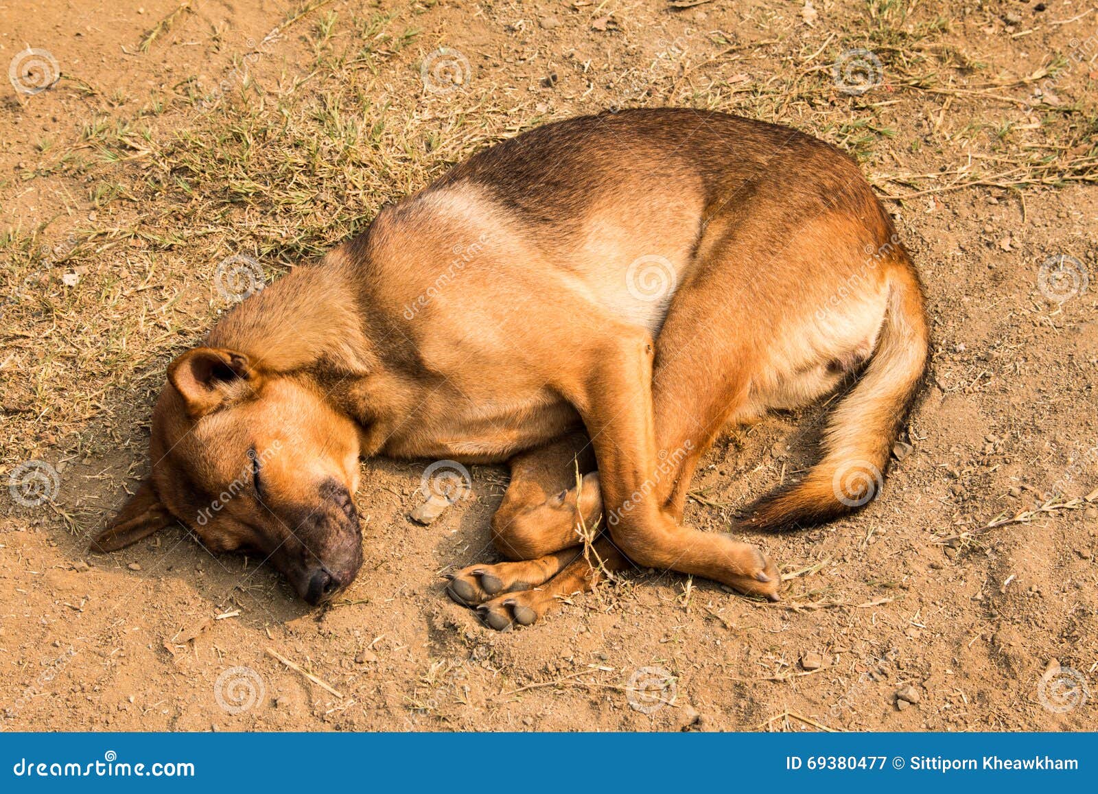 Dead Sleeping Stray Dog Stock Photos - Free & Royalty-Free Stock Photos ...