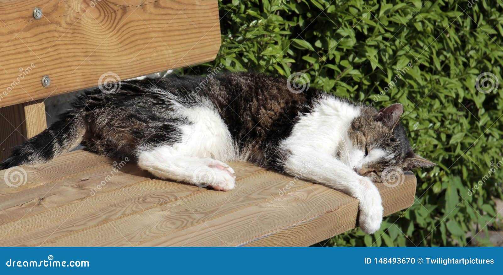 Sleeping Domestic Cat on the Garden Bench Stock Photo - Image of bench ...