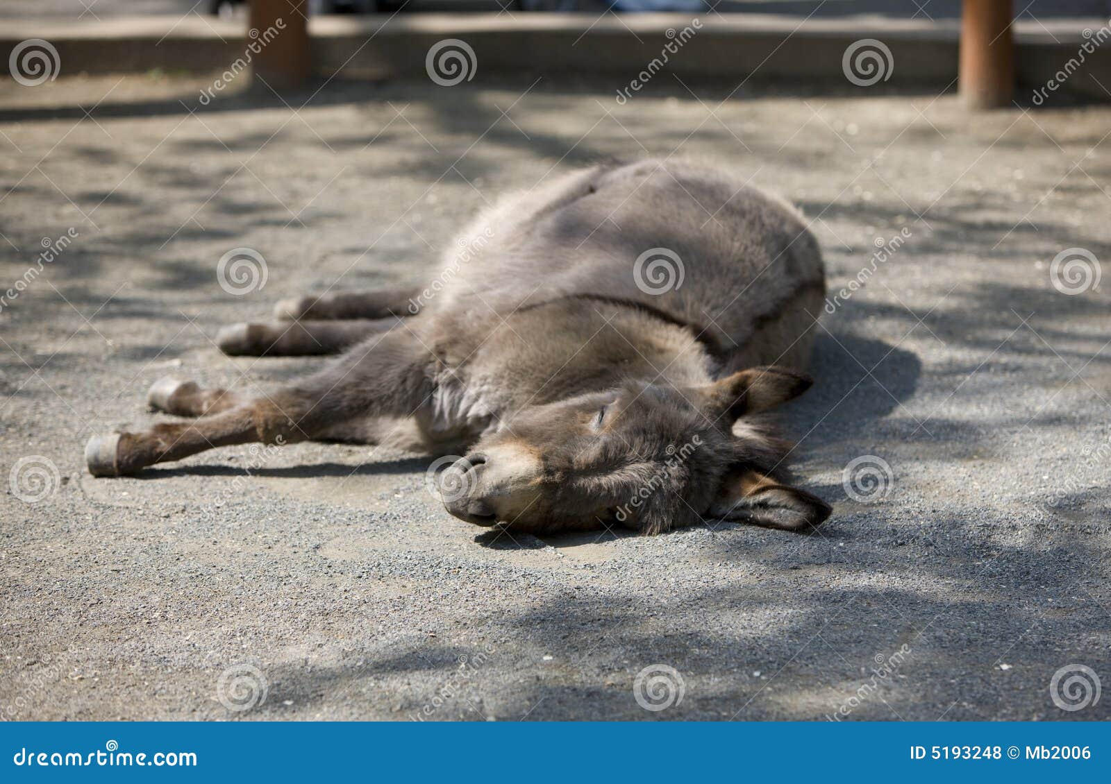 Sleeping donkey stock photo. Image of donkey, forest, wild - 5193248