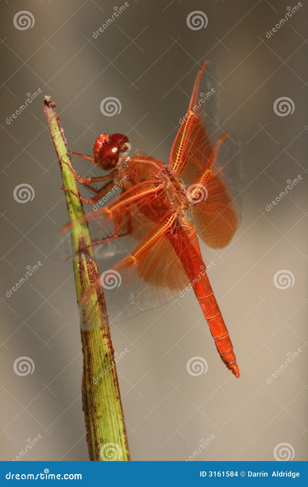 Sleeping Dragon stock photo. Image of odonata, perched - 3161584