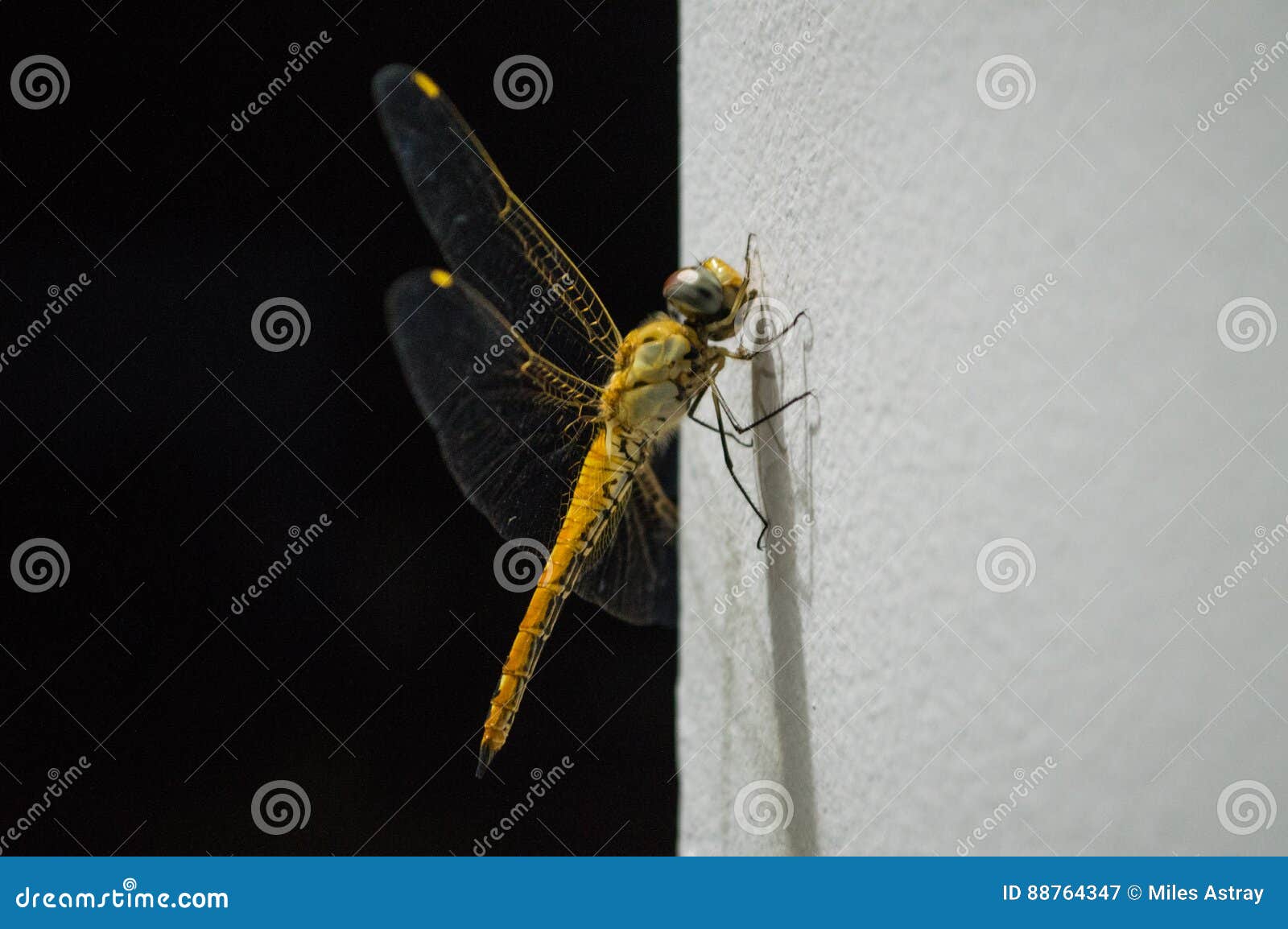 Sleeping Dragonfly stock image. Image of dragonfly, insect - 88764347