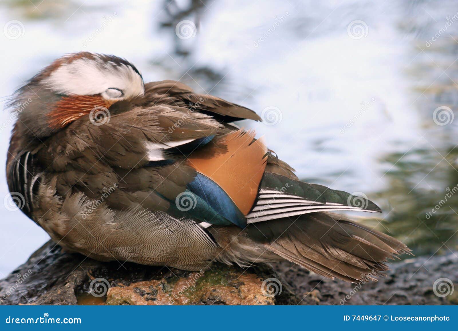 Sleeping duck stock image. Image of wildlife, waterfowl - 7449647