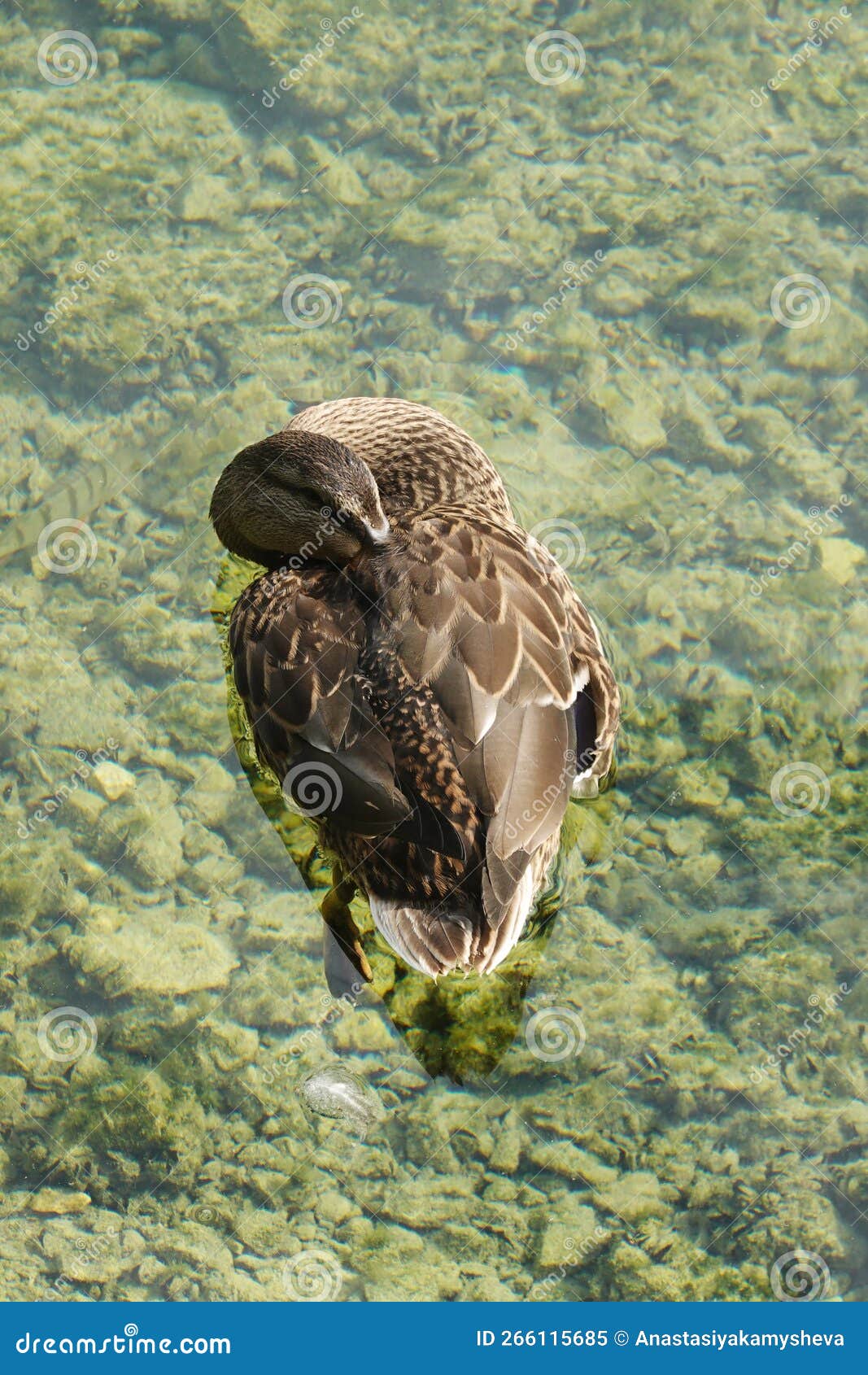 A Sleeping Duck on the Lake in Austrian Lakes Stock Image - Image of ...