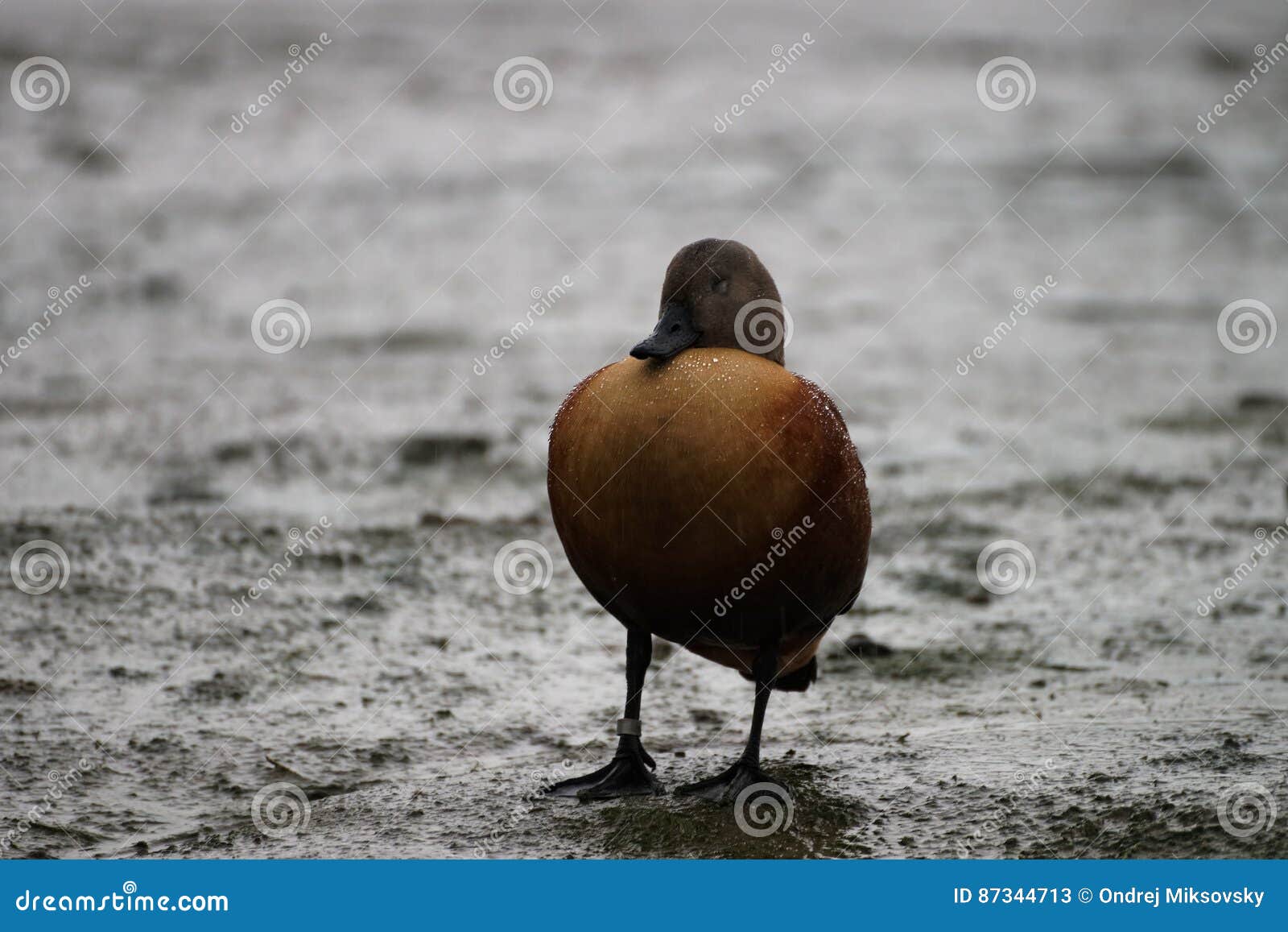 Sleeping Duck Stock Photo | CartoonDealer.com #41775606