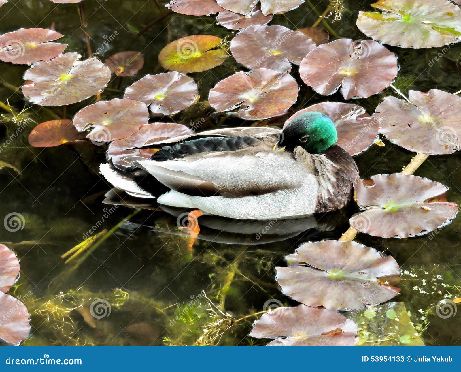 Sleeping duck stock image. Image of swimming, duck, male - 53954133