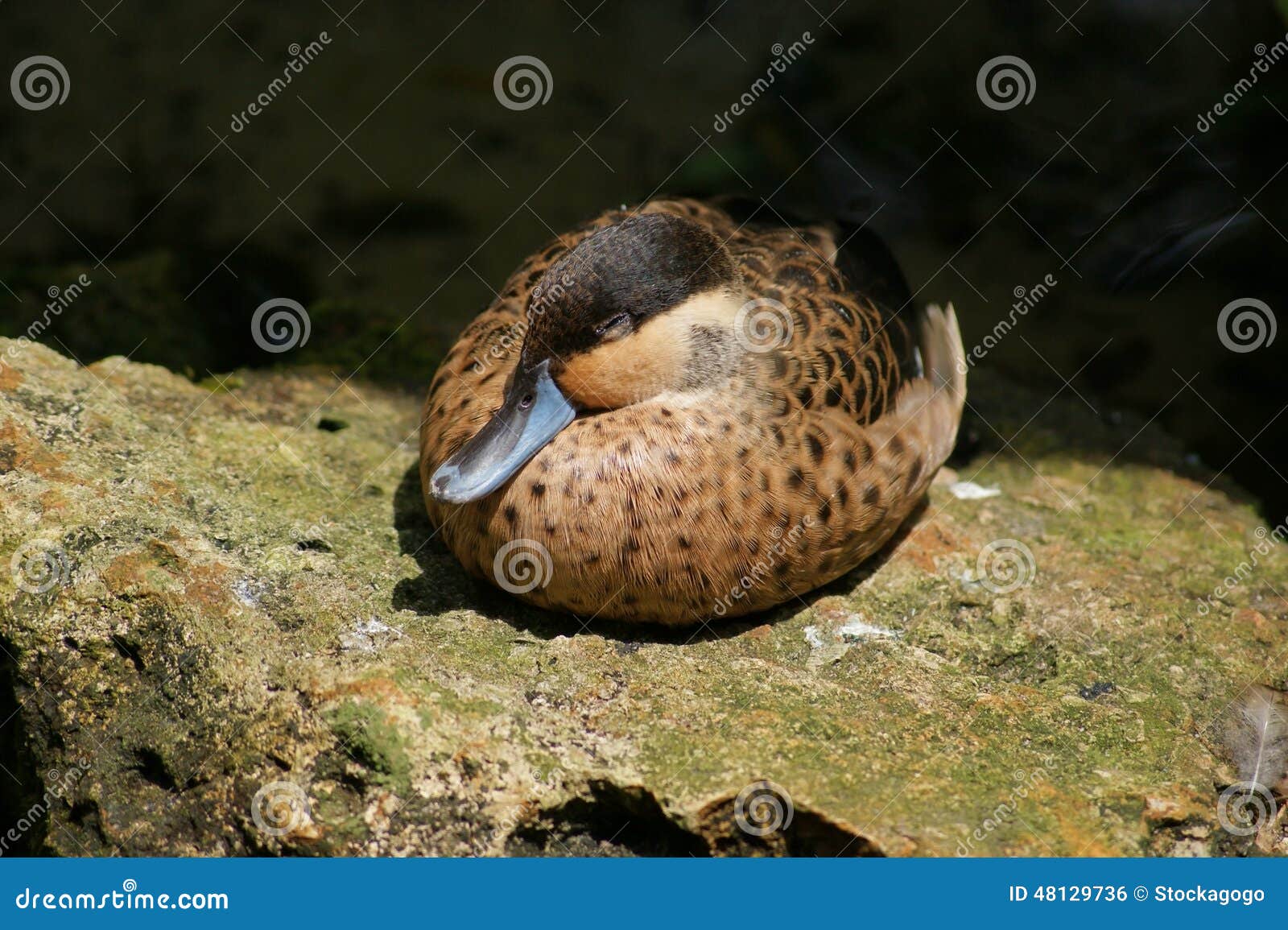 Sleeping Duck stock photo. Image of beak, nature, rock - 48129736