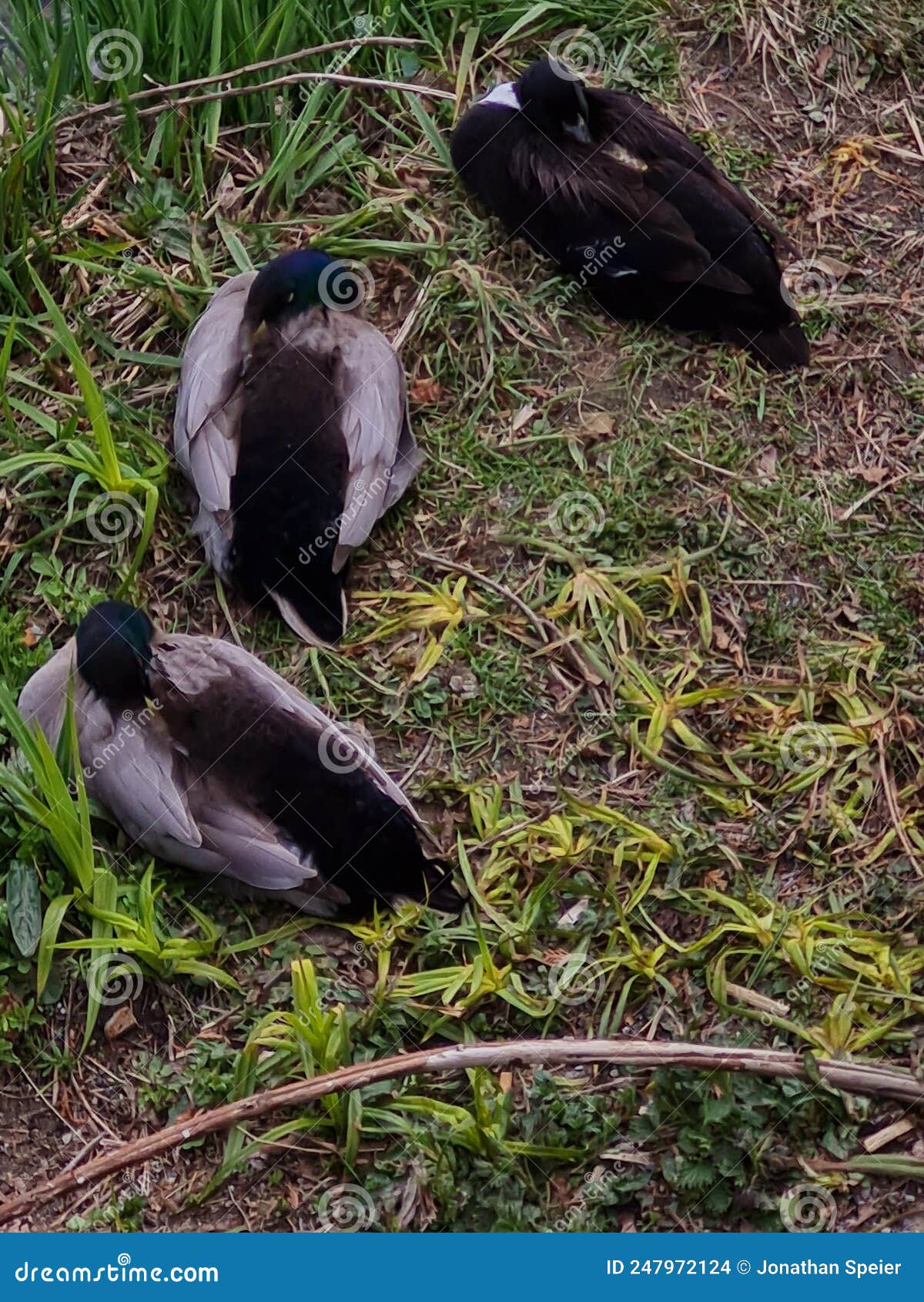 Sleeping Ducks stock photo. Image of bird, plant, waterbird - 247972124