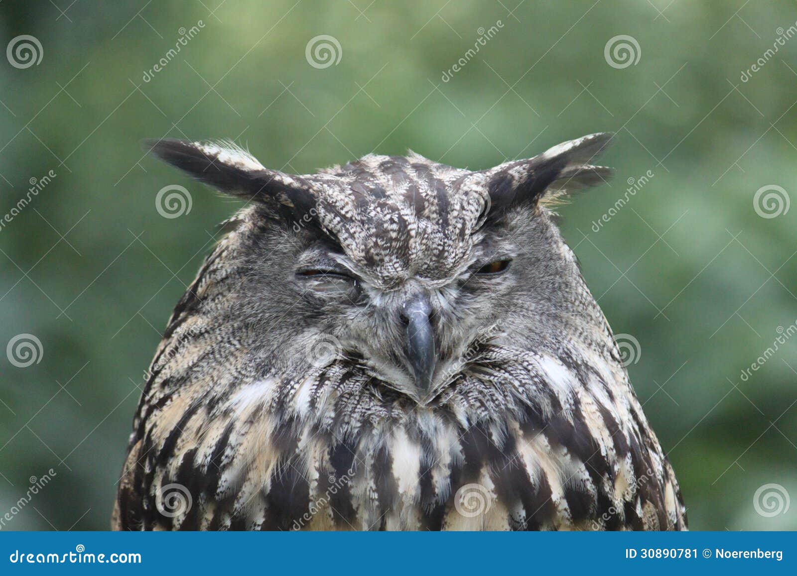 Sleeping eagle owl stock image. Image of bavarian, sleeping - 30890781