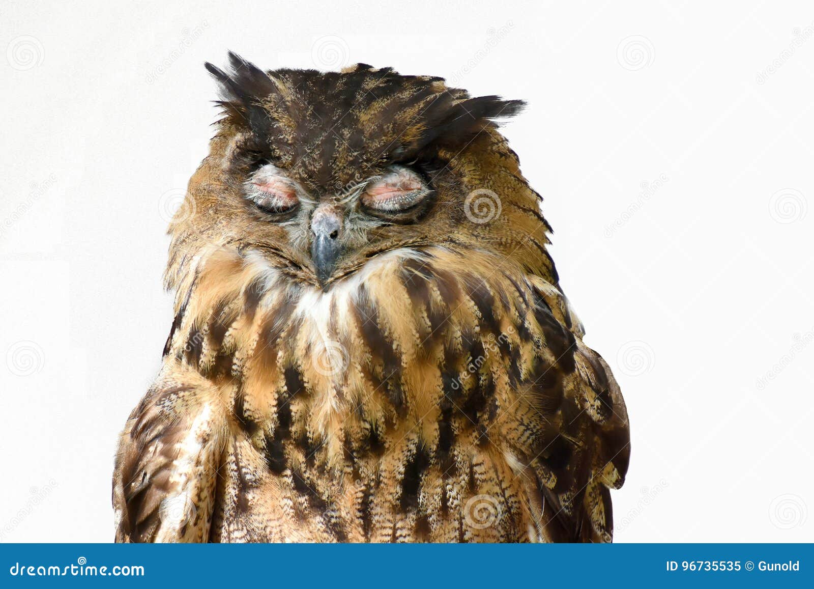Sleeping eagle owl stock image. Image of eagles, dozily - 96735535