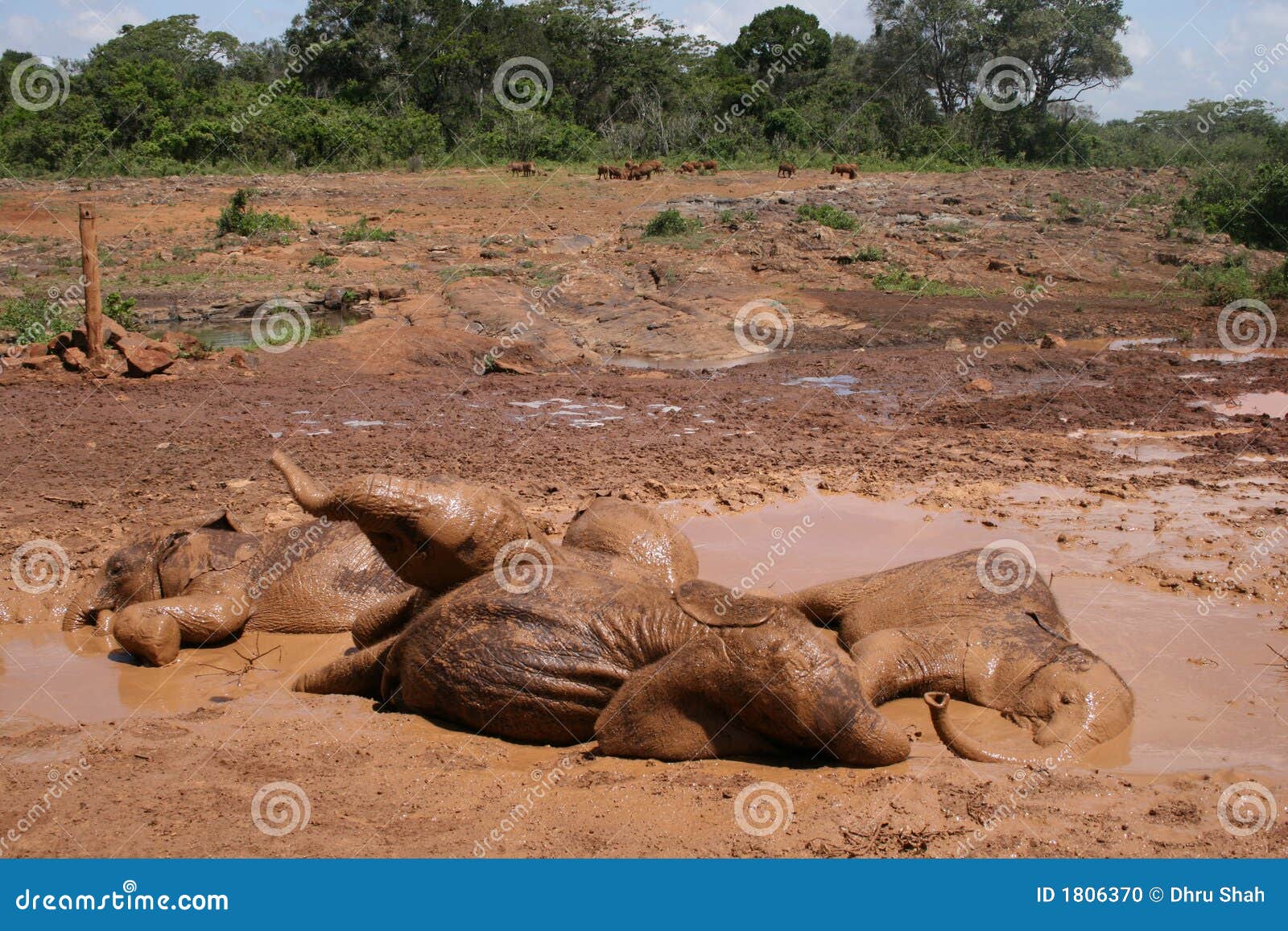 Sleeping Elephants stock photo. Image of elephants, brown - 1806370