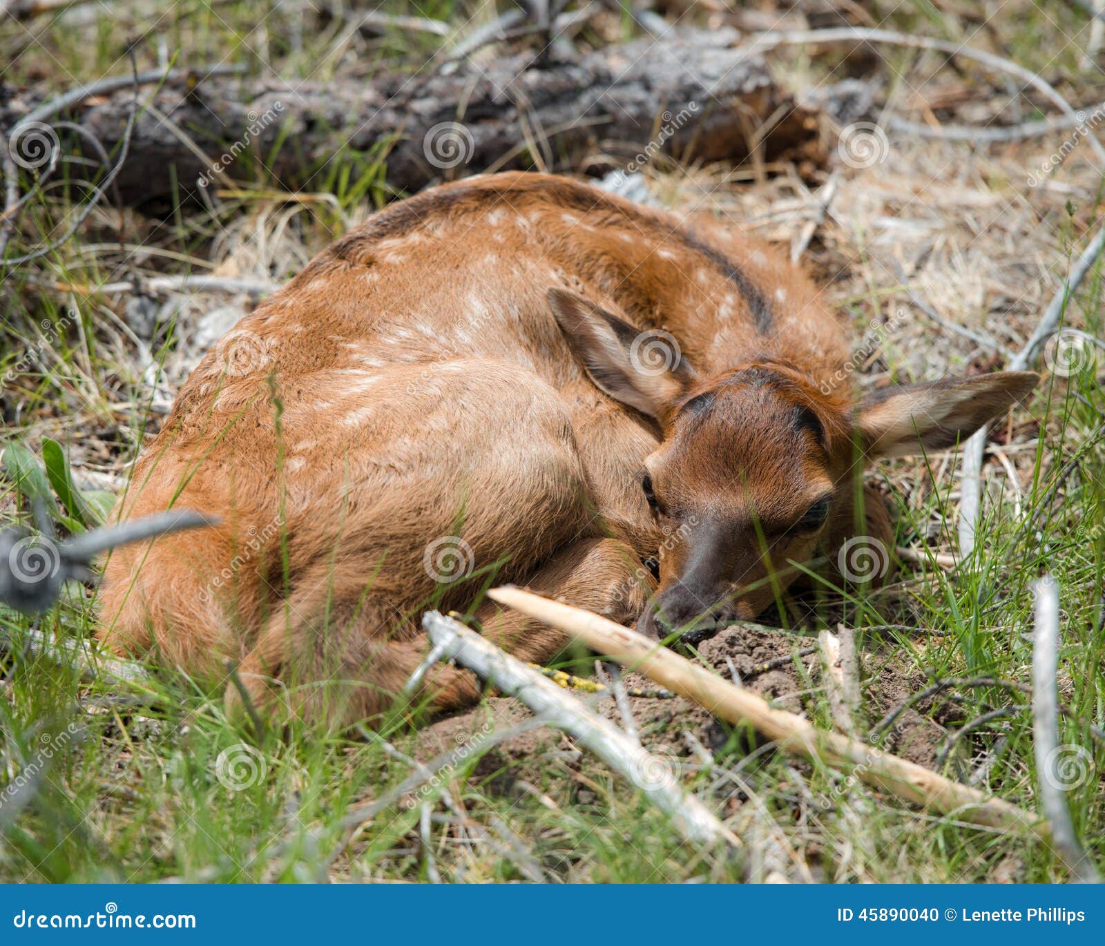 Sleeping elk calf stock photo. Image of spotted, timber - 45890040