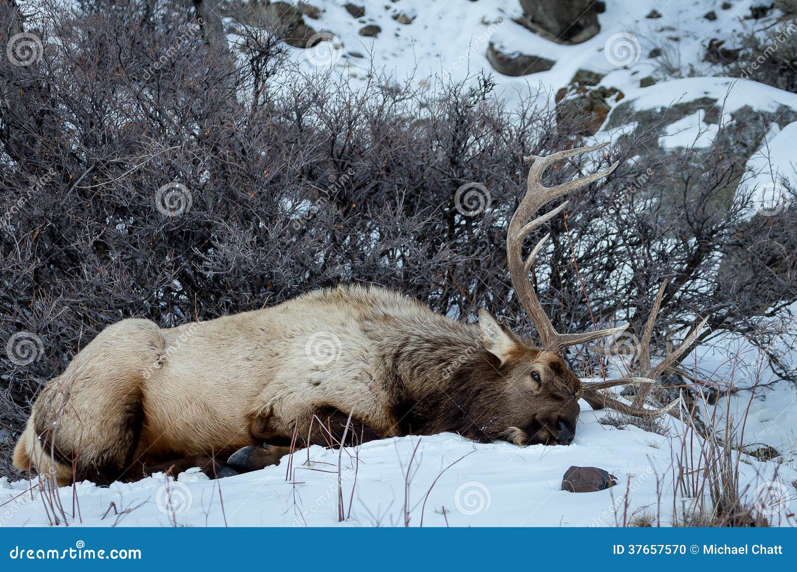 Sleeping Elk stock photo. Image of game, north, bugling - 37657570