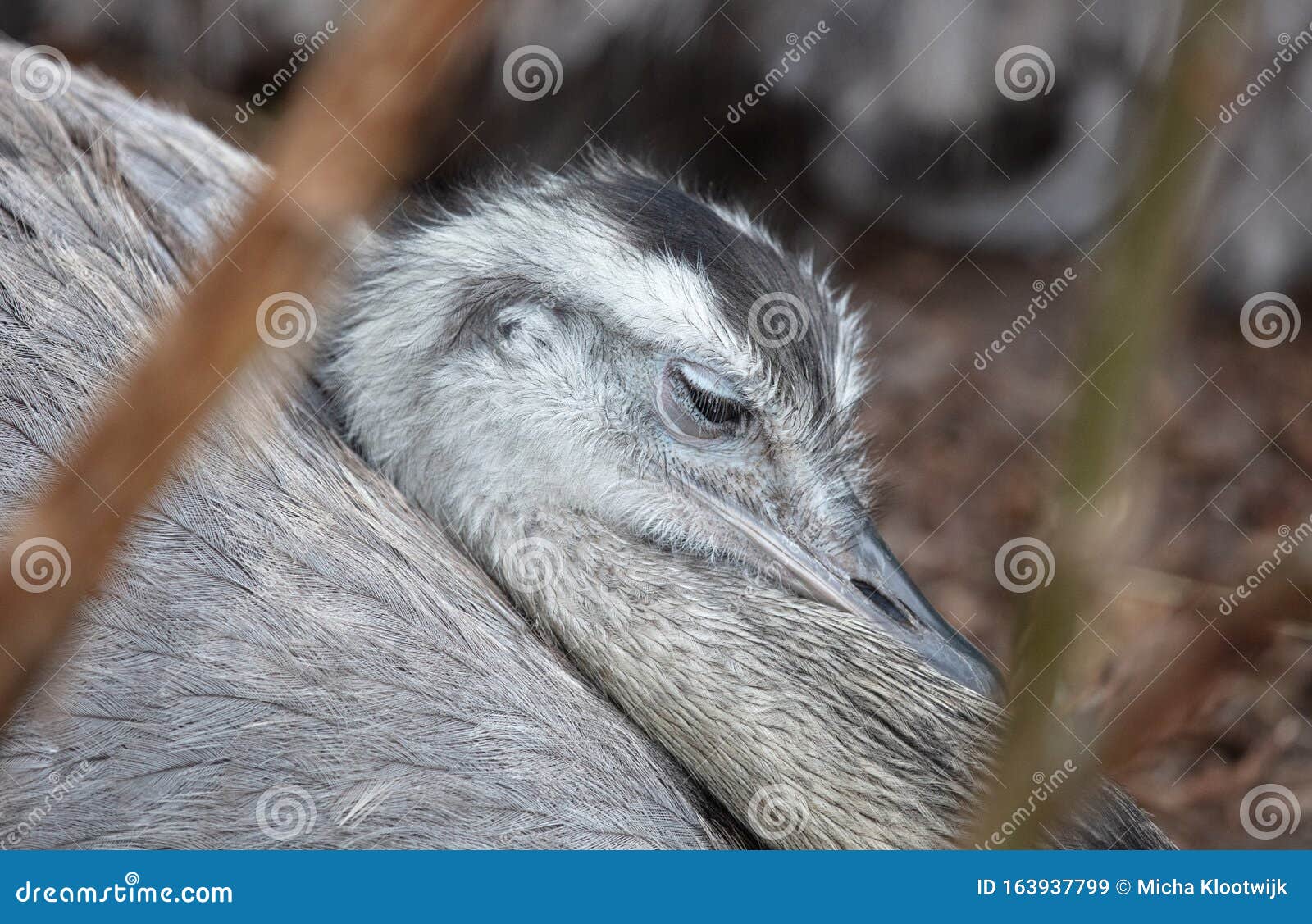 Sleeping emu bird stock image. Image of close, ratite - 163937799