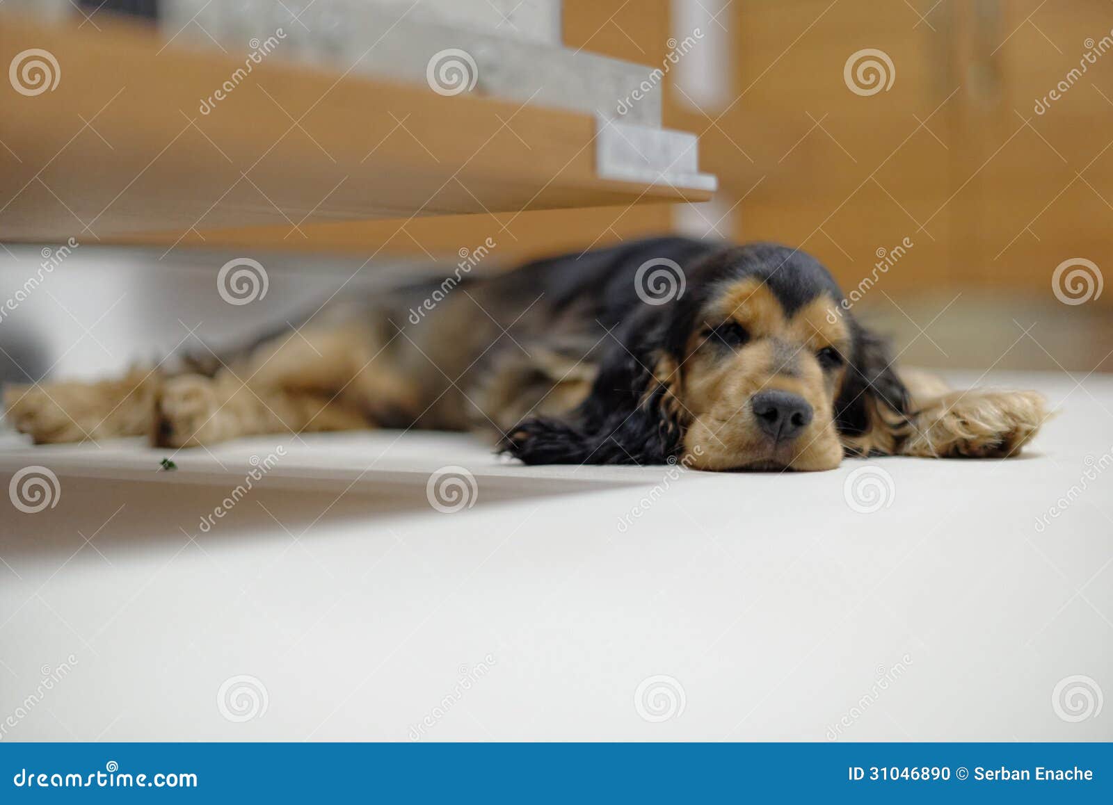 Sleeping English Cocker Spaniel Stock Photo - Image of ears, companion ...
