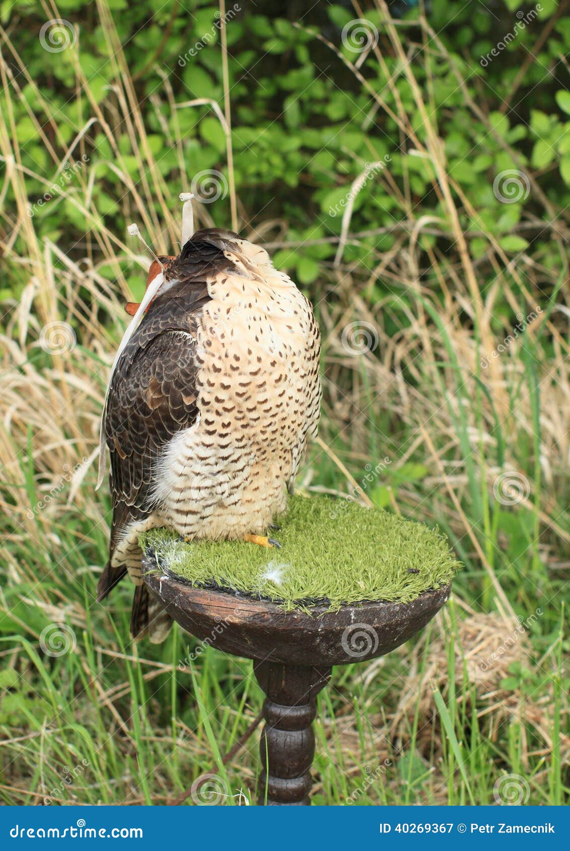 Sleeping falcon stock image. Image of standing, feather - 40269367
