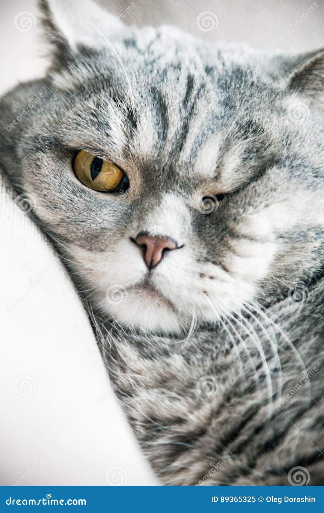 Sleeping a Fat British Cat on the Couch Stock Image - Image of adorable ...