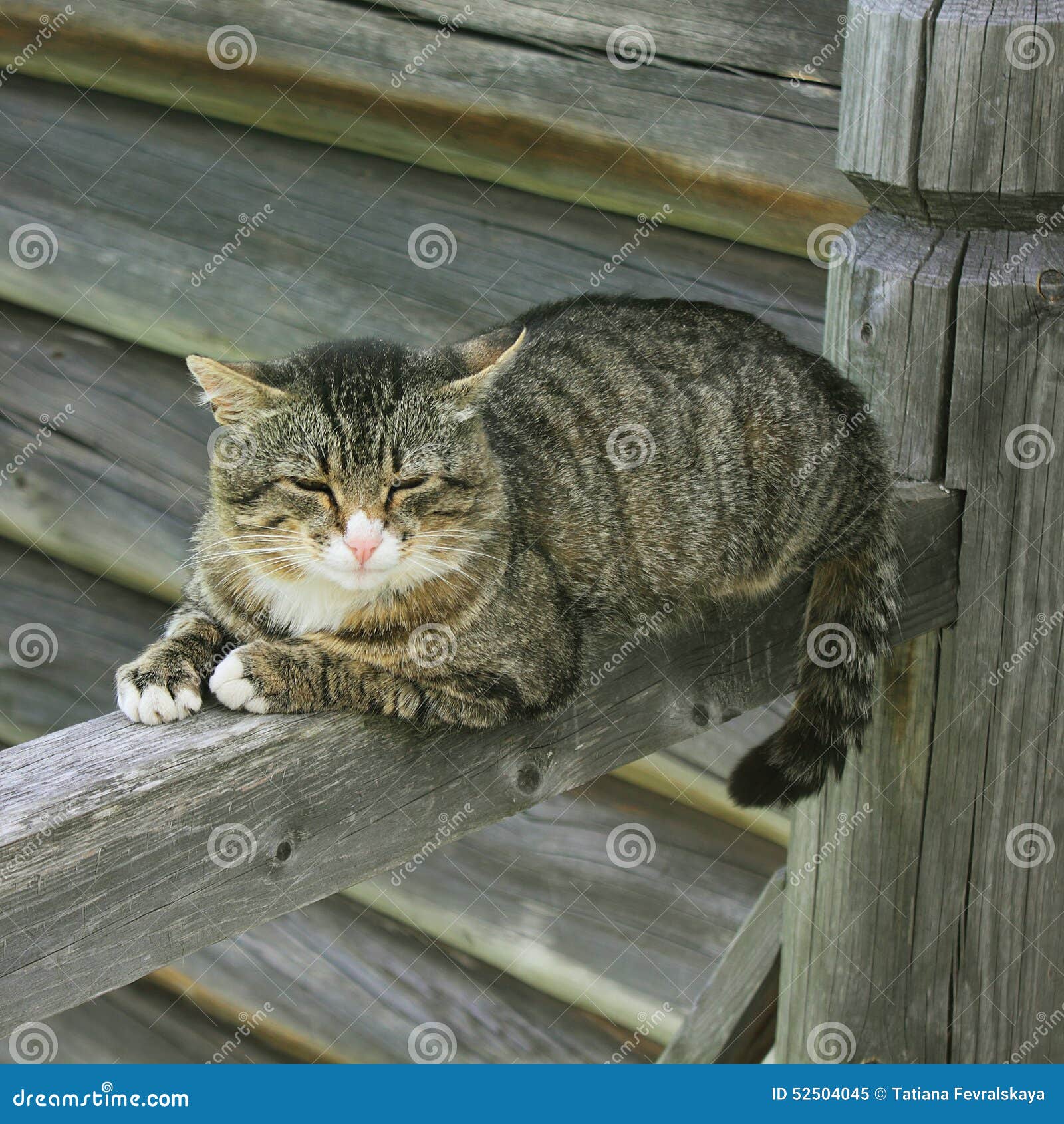 Sleeping fat cat stock image. Image of kitten, fauna - 52504045