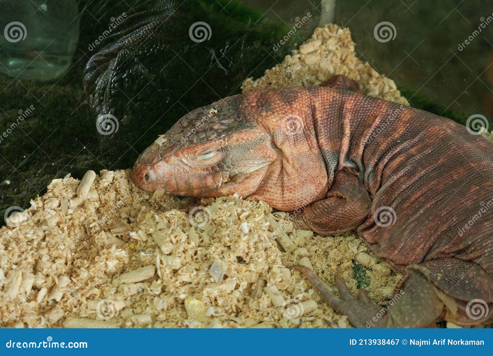 Sleeping fat lizard stock image. Image of selective - 213938467